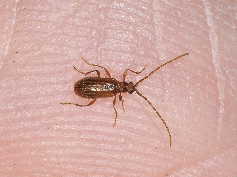 Anobiidae Ptininae? Sì, Ptinus cfr. bidens , Natura Mediterraneo ...
