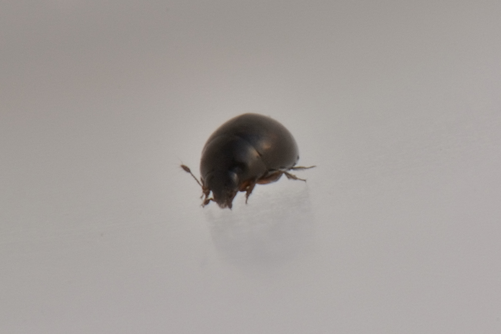 Sphaeriusidae: Sphaerius acaroides , Natura Mediterraneo | Forum ...