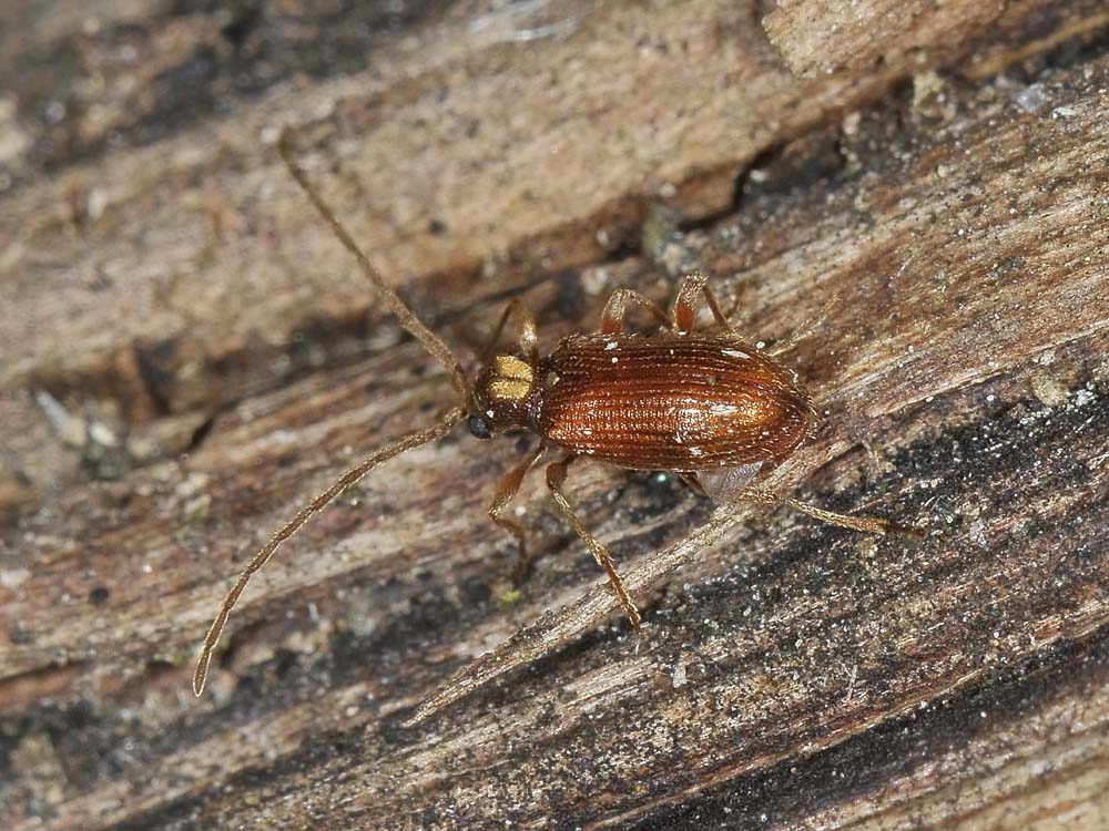 Anobiidae Ptininae? Sì, Ptinus cfr. bidens , Natura Mediterraneo ...