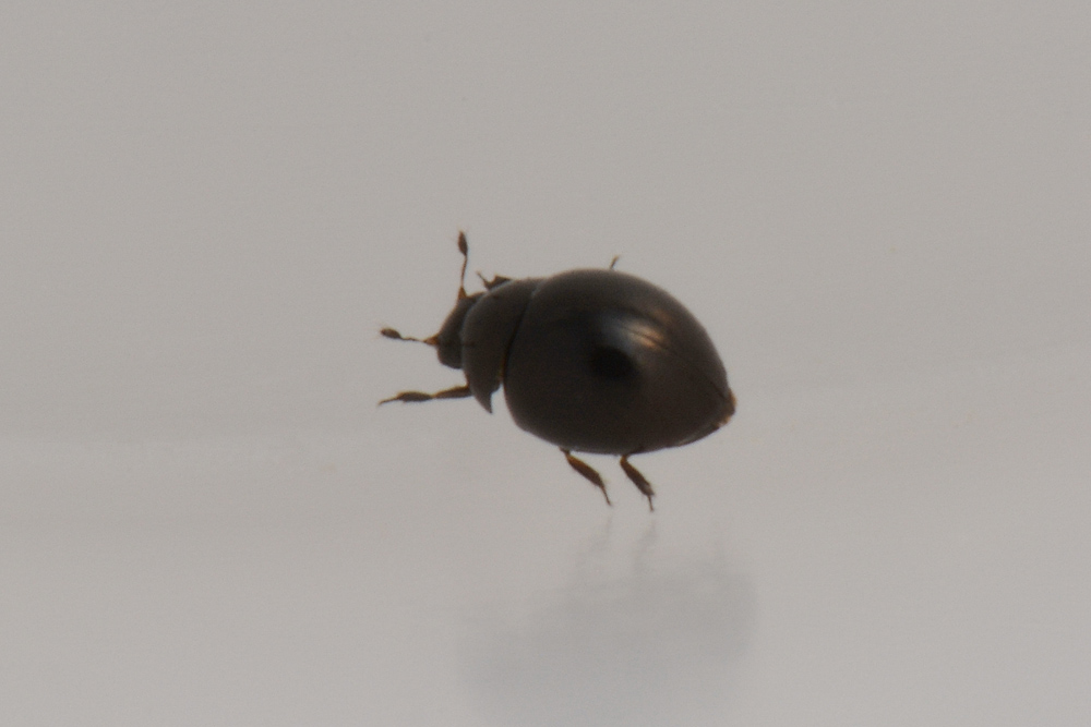 Sphaeriusidae: Sphaerius acaroides , Natura Mediterraneo | Forum ...