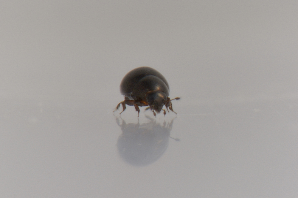 Sphaeriusidae: Sphaerius acaroides , Natura Mediterraneo | Forum ...