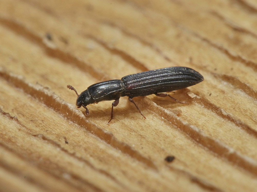 Colydium elongatum (cf.) (Zopheridae) , Natura Mediterraneo | Forum ...
