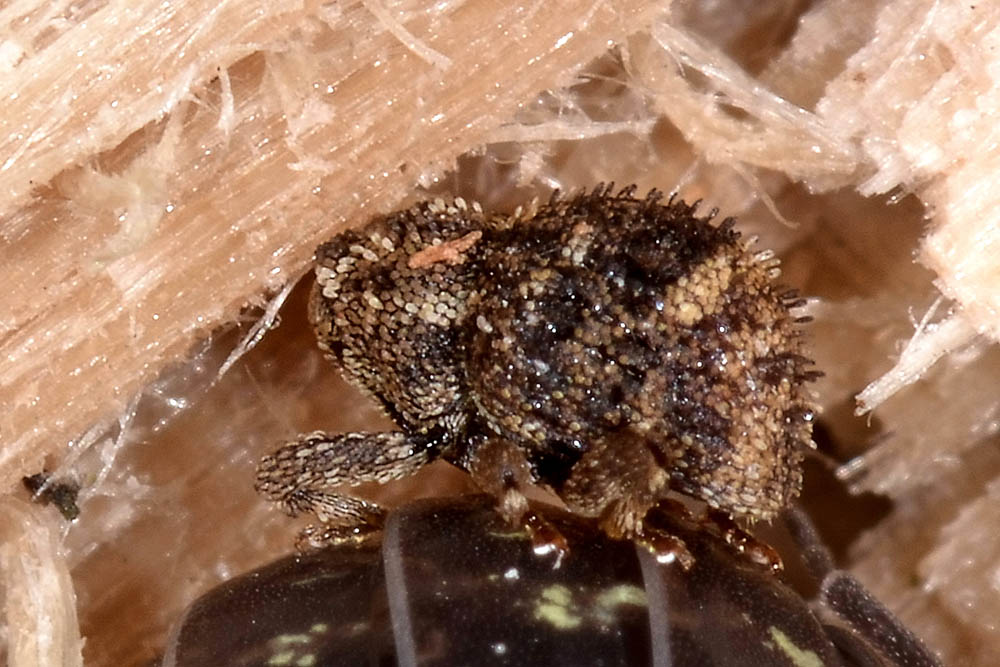 Nanophyes brevis (Nanophyidae) e Acalles parvulus temperei ...