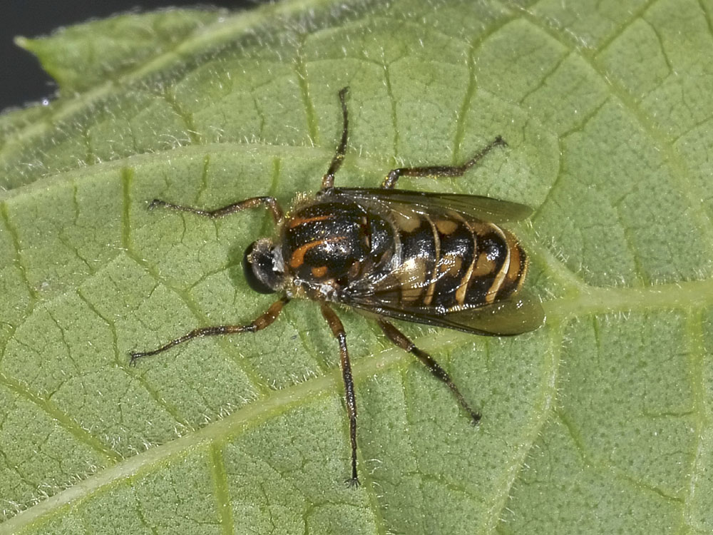 Acroceridae? , Natura Mediterraneo | Forum Naturalistico