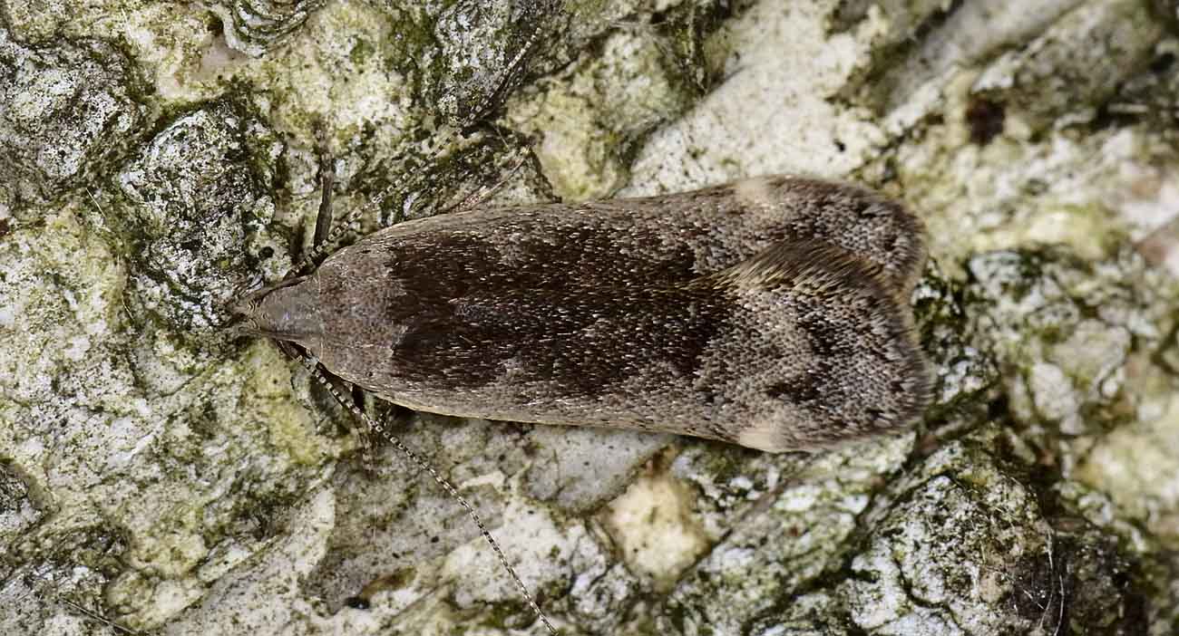 Gelechiidae? Sì, Anacampsis populella , Natura Mediterraneo | Forum ...