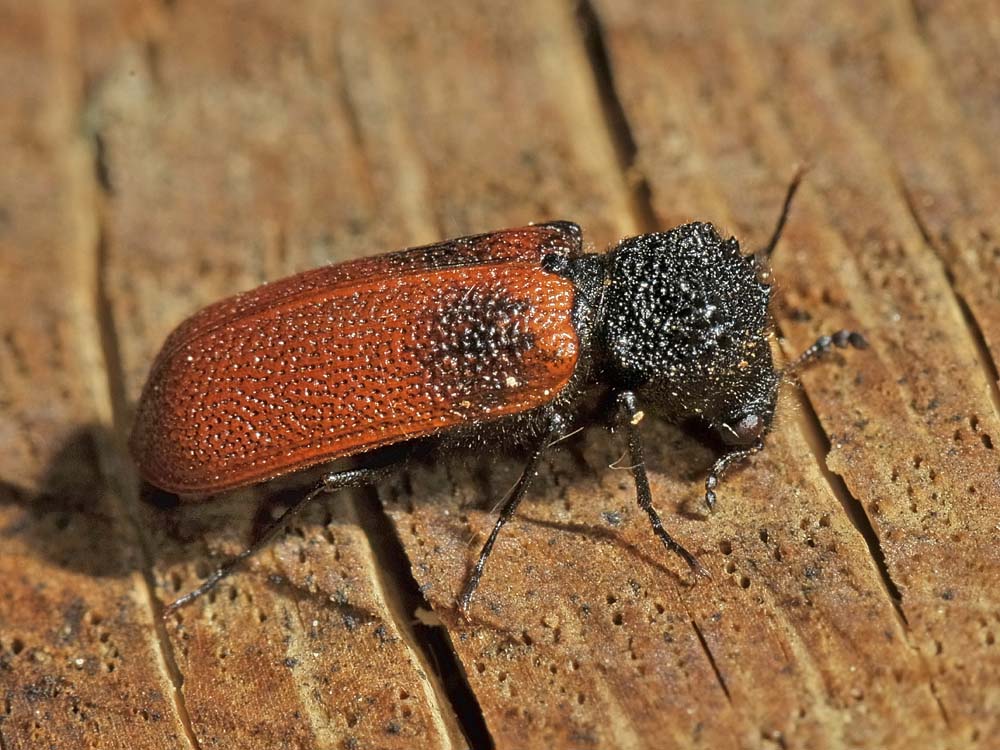 Bostrichus capucinus , Natura Mediterraneo | Forum Naturalistico