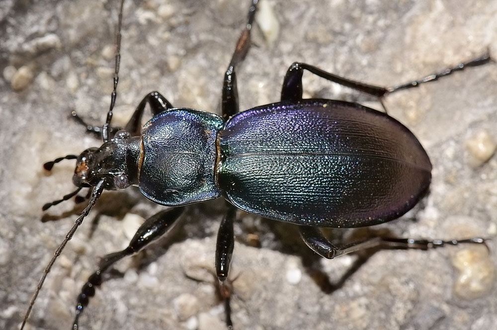 Carabus violaceus picenus , Natura Mediterraneo | Forum Naturalistico