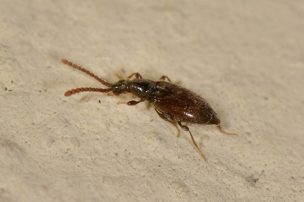 Scydmaenidae, con gli orecchini? Chevrolatia insignis , Natura ...