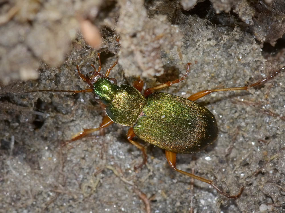 Chlaeniellus nitidulus , Natura Mediterraneo | Forum Naturalistico