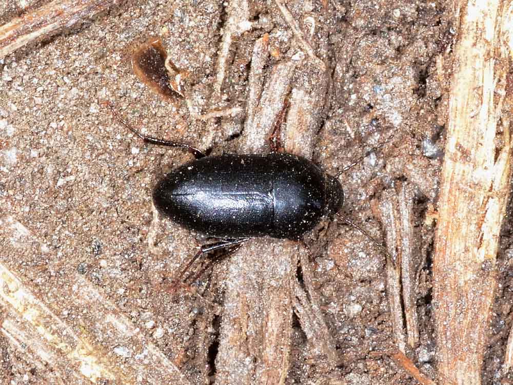 Crypticus quisquilius , Natura Mediterraneo | Forum Naturalistico