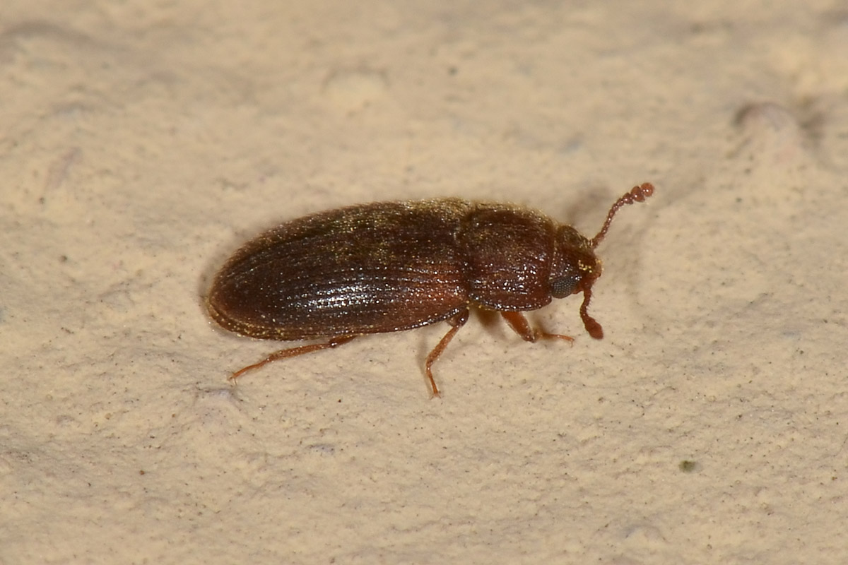 Biphyllidae: Diplocoelus sp? Sì, Diplocoelus fagi , Natura Mediterraneo ...