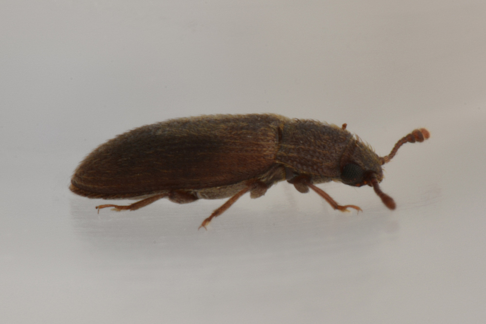 Diplocoelus fagi - Biphyllidae , Natura Mediterraneo | Forum Naturalistico