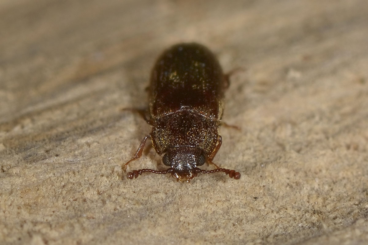 Diplocoelus fagi - Biphyllidae , Natura Mediterraneo | Forum Naturalistico