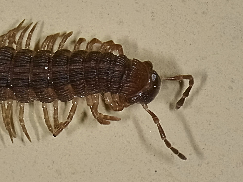 Callipus foetidissimus (Callipodida) , Natura Mediterraneo | Forum ...