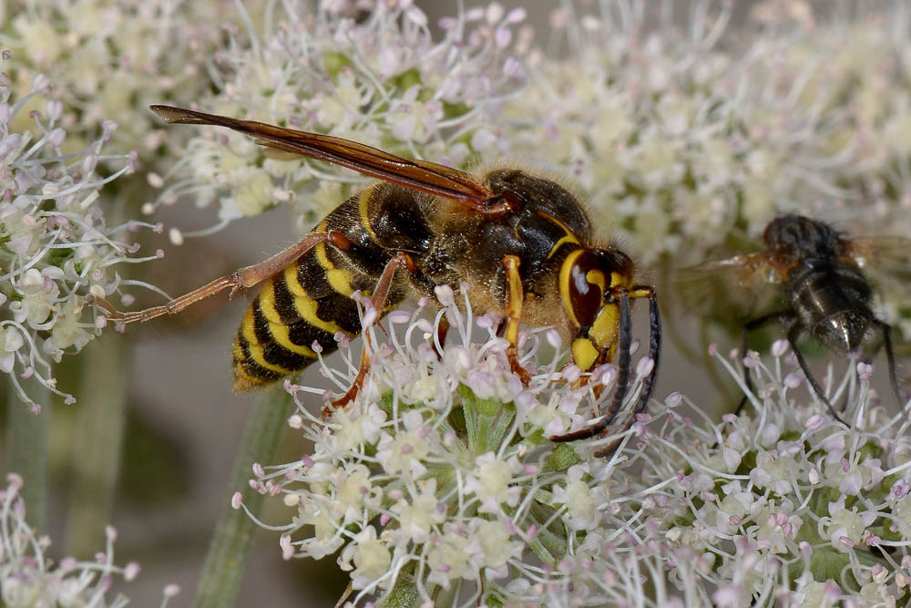 Dolichovespula media (Vespidae) , Natura Mediterraneo | Forum Naturalistico