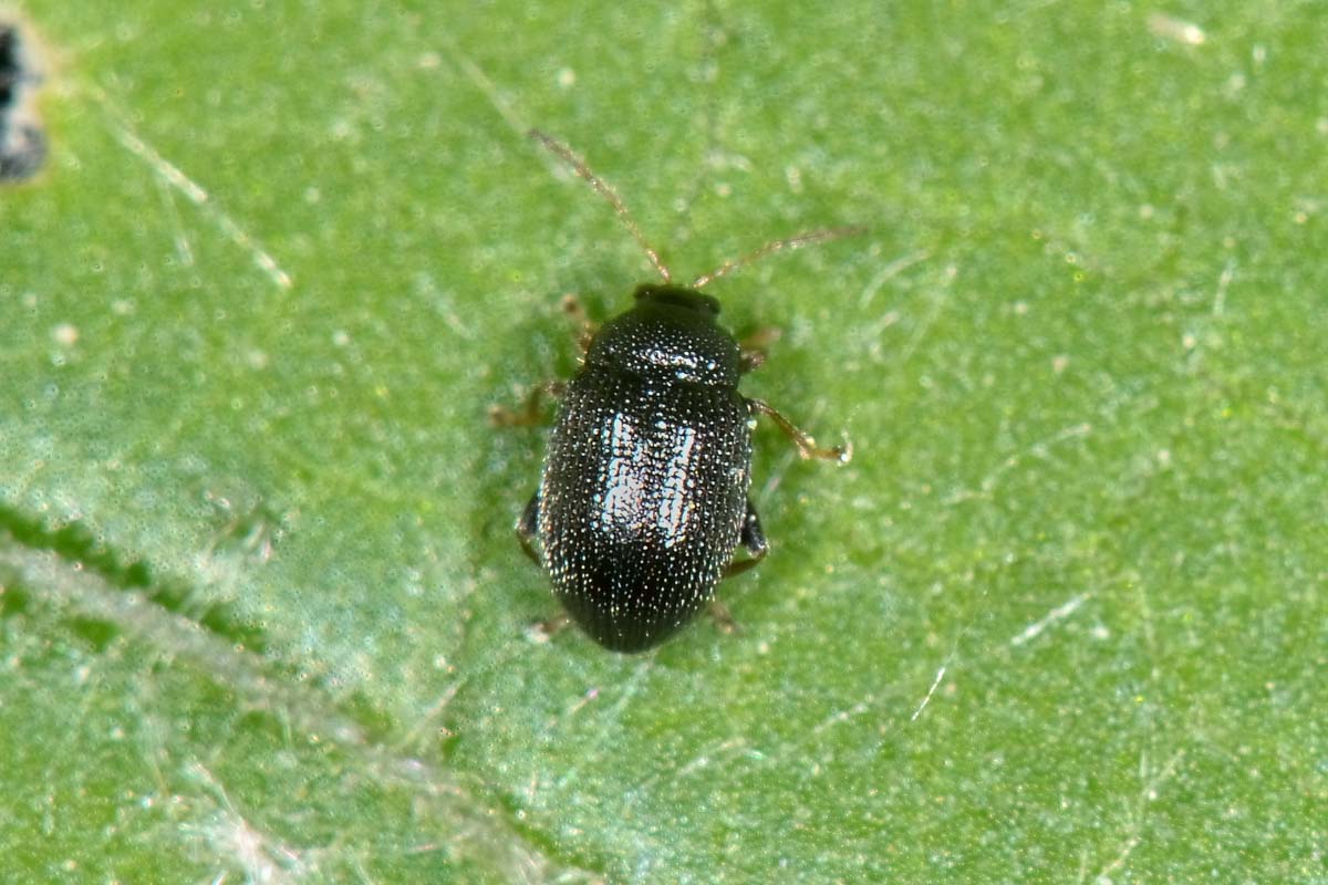 Epitrix pubescens, Chrysomelidae , Natura Mediterraneo | Forum ...