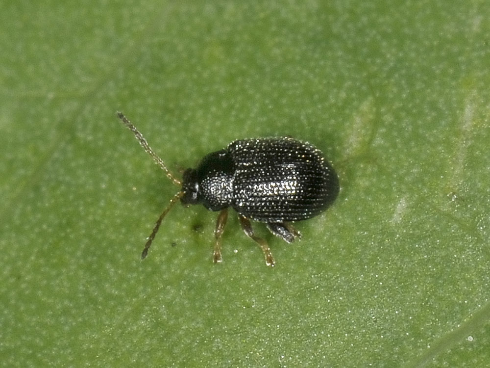 Epitrix pubescens, Chrysomelidae , Natura Mediterraneo | Forum ...