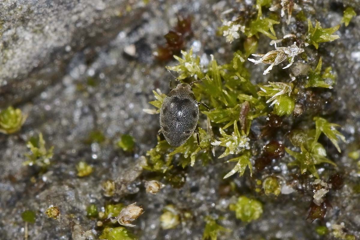 Limnichidae: Limnichus aff. incanus , Natura Mediterraneo | Forum ...