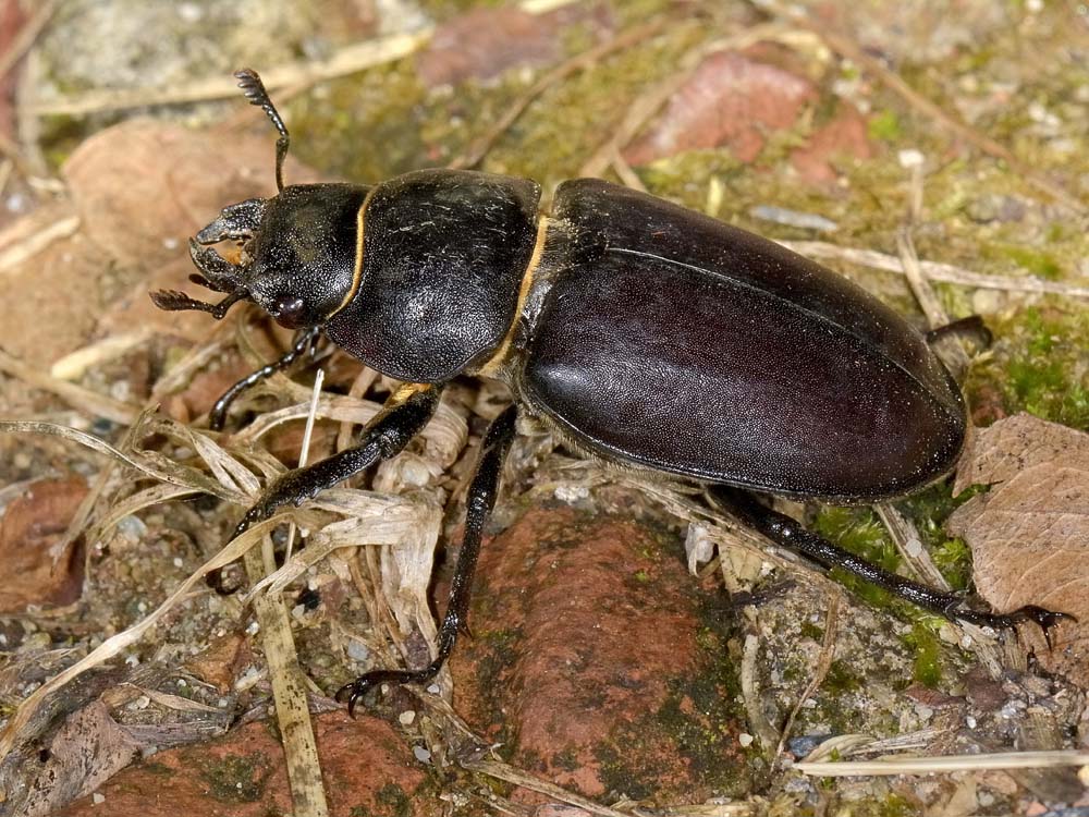 Lucanus cervus - Lucanidae , Natura Mediterraneo | Forum Naturalistico