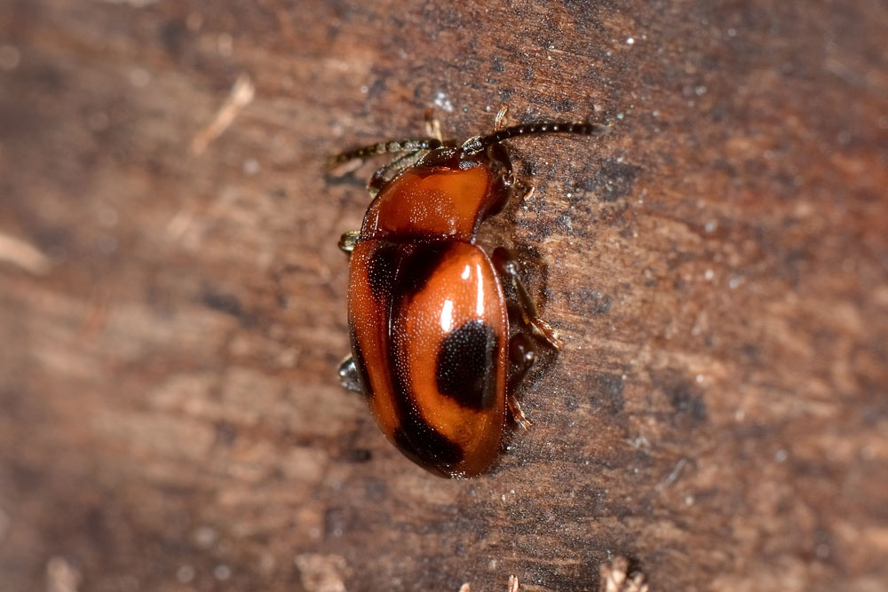 Endomychidae: Mycetina cruciata , Natura Mediterraneo | Forum Naturalistico