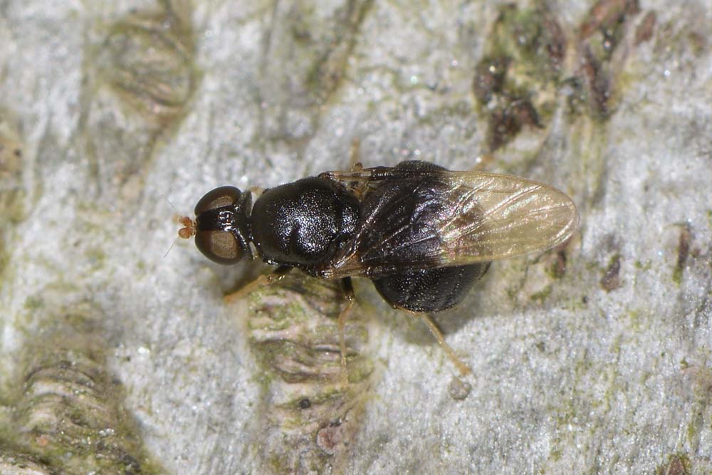 Stratiomyidae: Pachygaster atra , Natura Mediterraneo | Forum Naturalistico