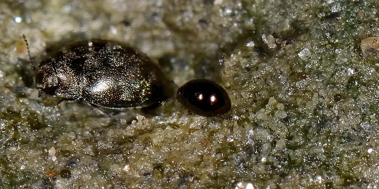 Sphaeriusidae: Sphaerius acaroides , Natura Mediterraneo | Forum ...