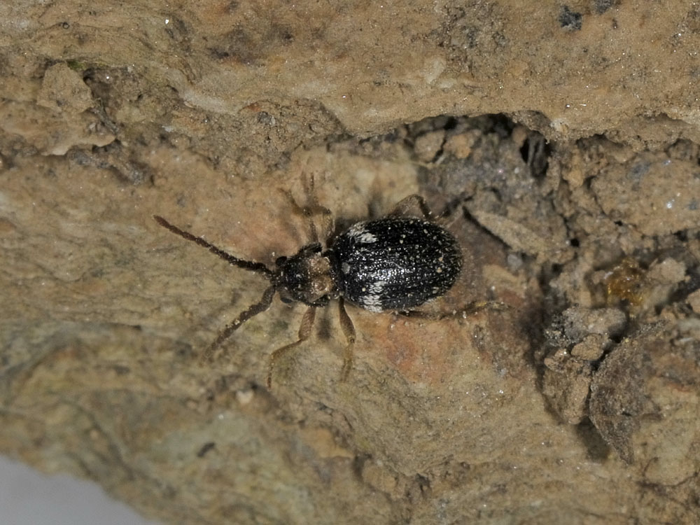 Anobiidae Ptininae? Sì, Ptinus cfr. bidens , Natura Mediterraneo ...