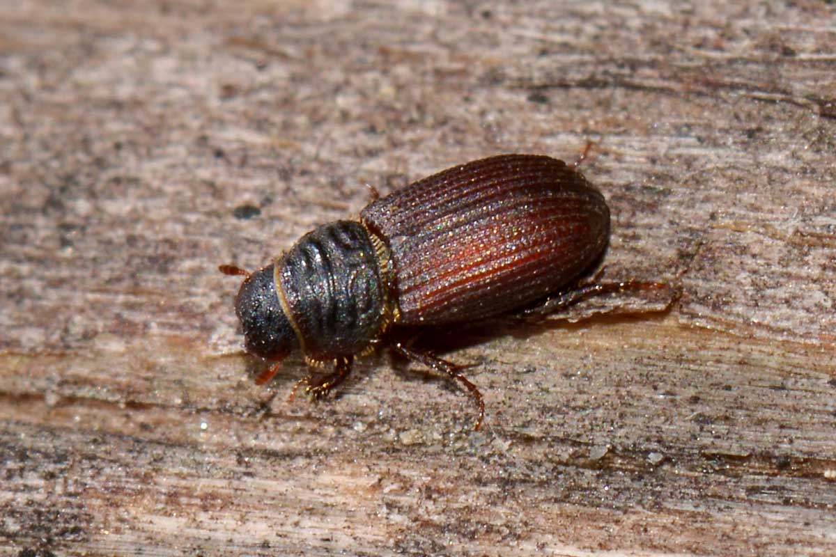 Rhyssemus sp? , Natura Mediterraneo | Forum Naturalistico