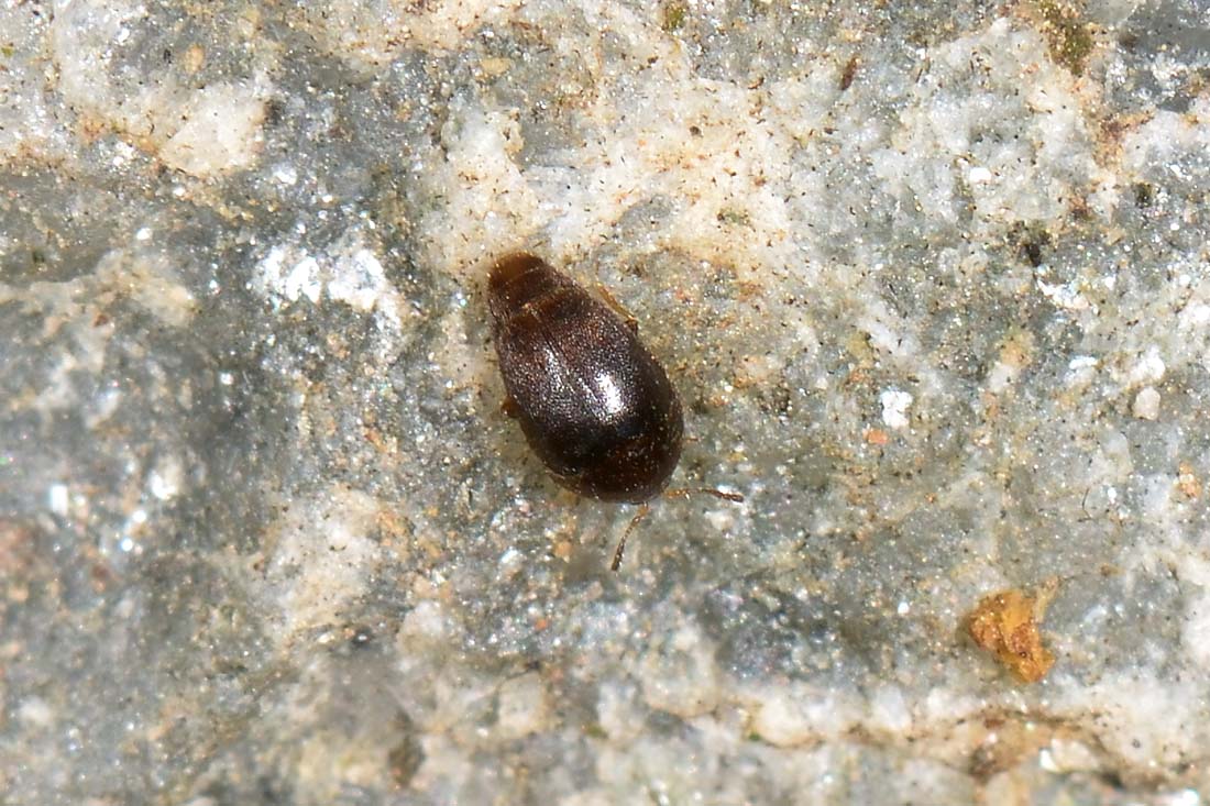 Corylophidae: Sericoderus lateralis? Sì , Natura Mediterraneo | Forum ...