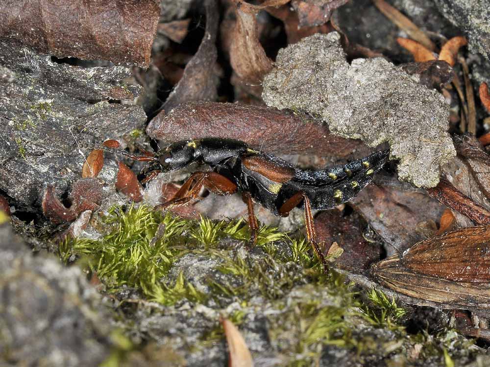 Staphylinidae da id. - Staphylinus erythropterus , Natura Mediterraneo ...
