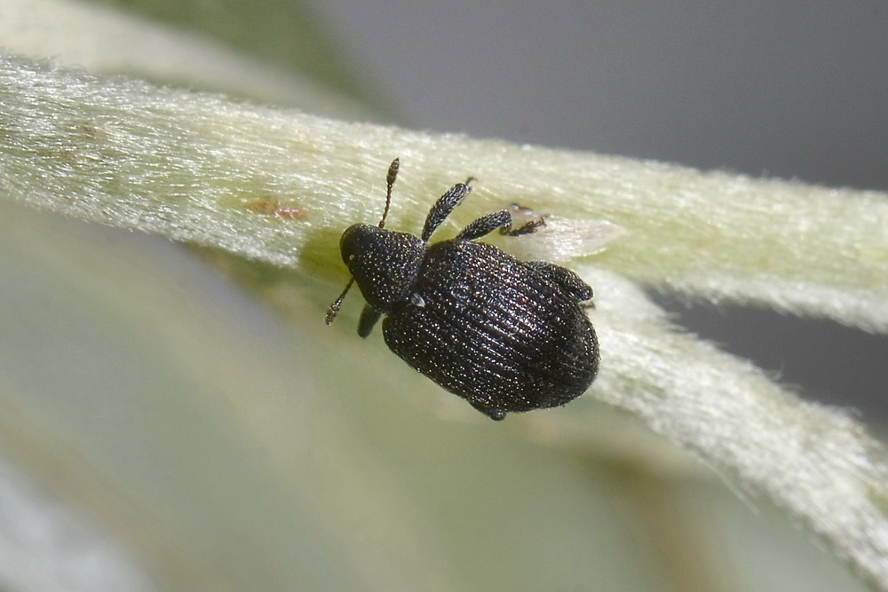 Tachyerges, anche loro? - Tachyerges stigma , Natura Mediterraneo ...