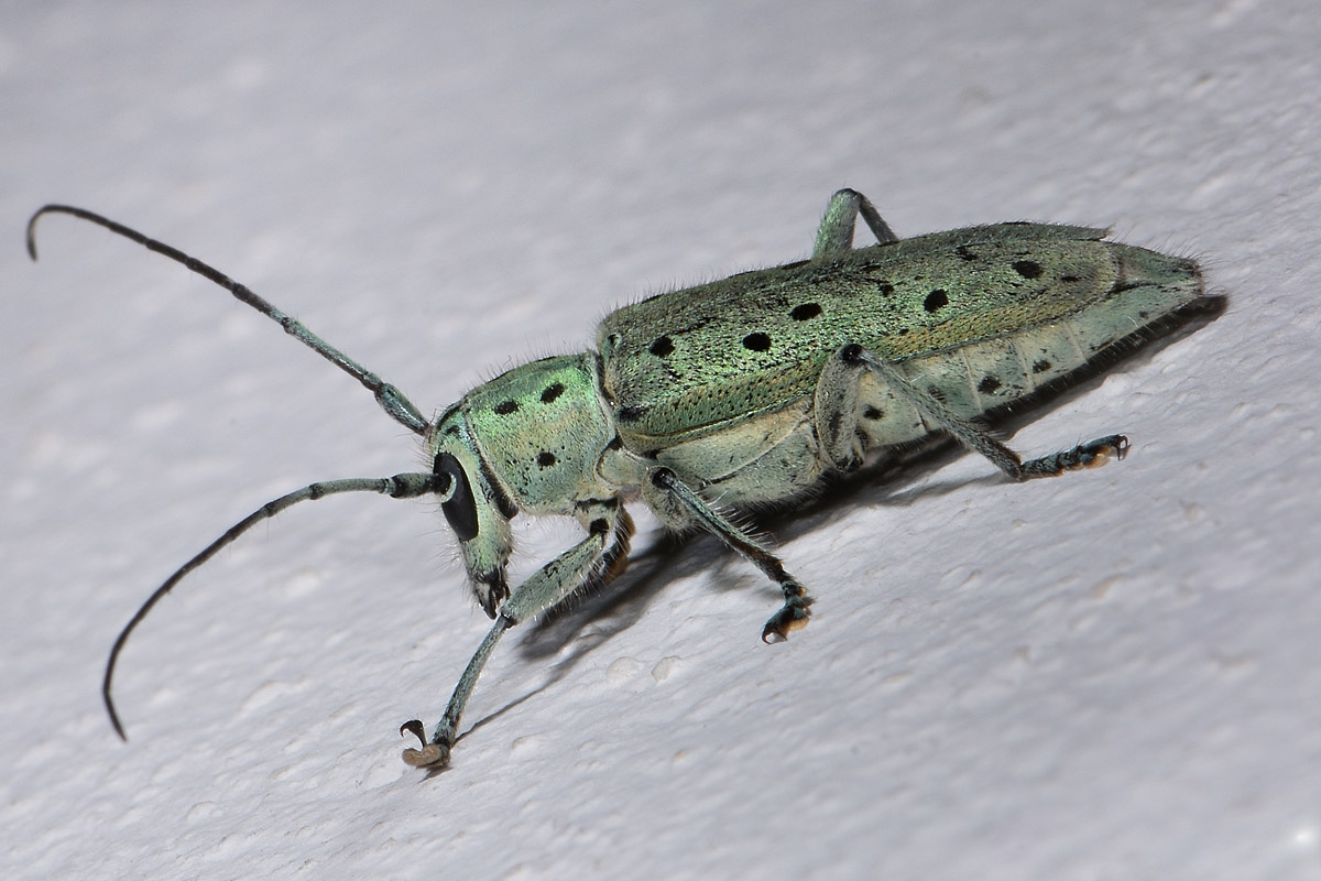 Cerambycidae: Saperda octopunctata e Saperda punctata , Natura ...