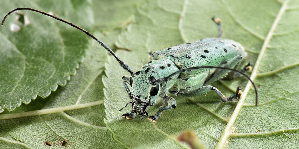 Cerambycidae: Saperda octopunctata e Saperda punctata , Natura ...