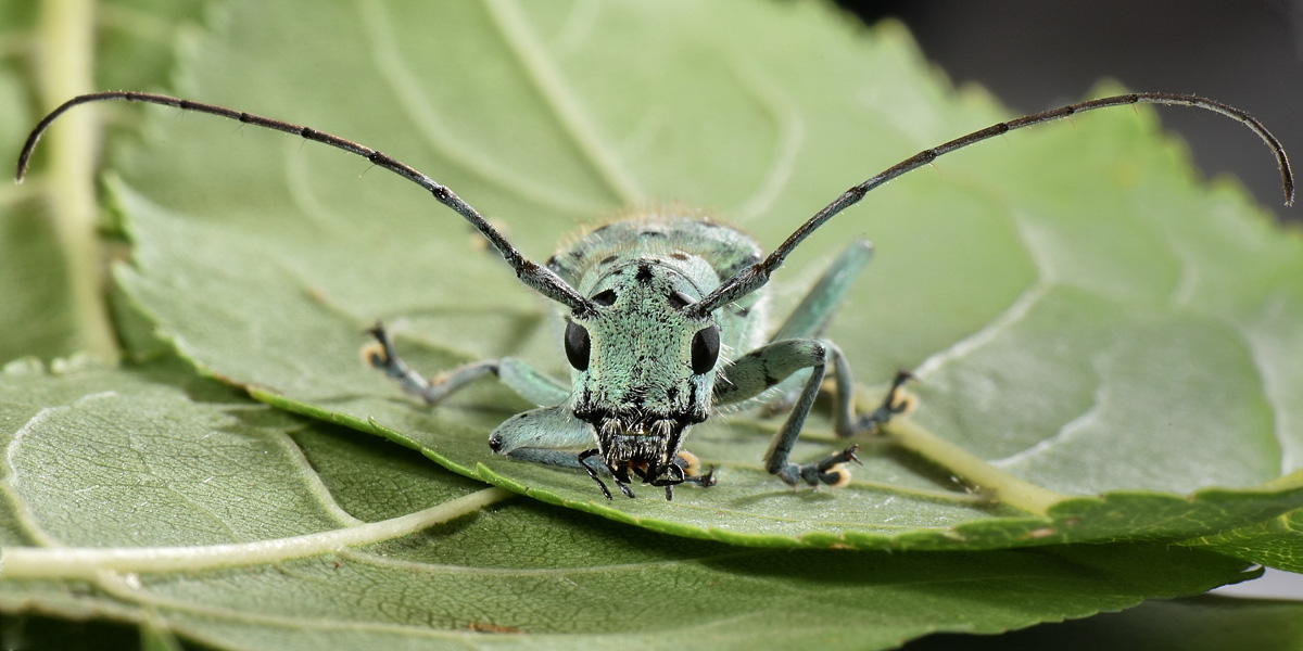 Cerambycidae: Saperda octopunctata e Saperda punctata , Natura ...