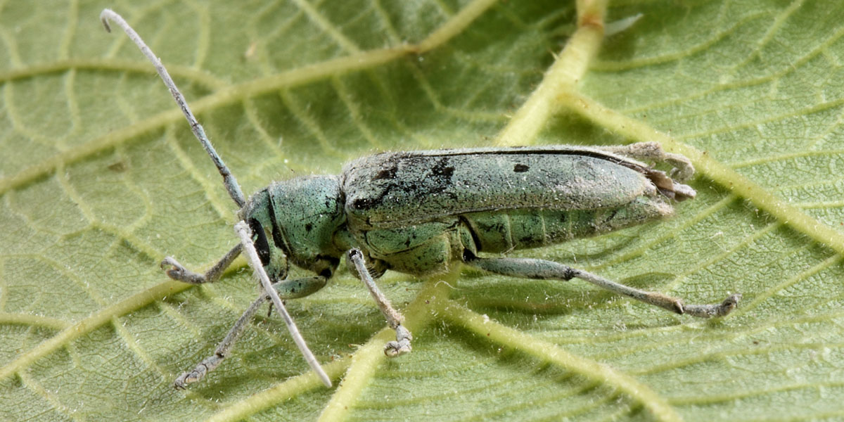 Cerambycidae: Saperda octopunctata e Saperda punctata , Natura ...