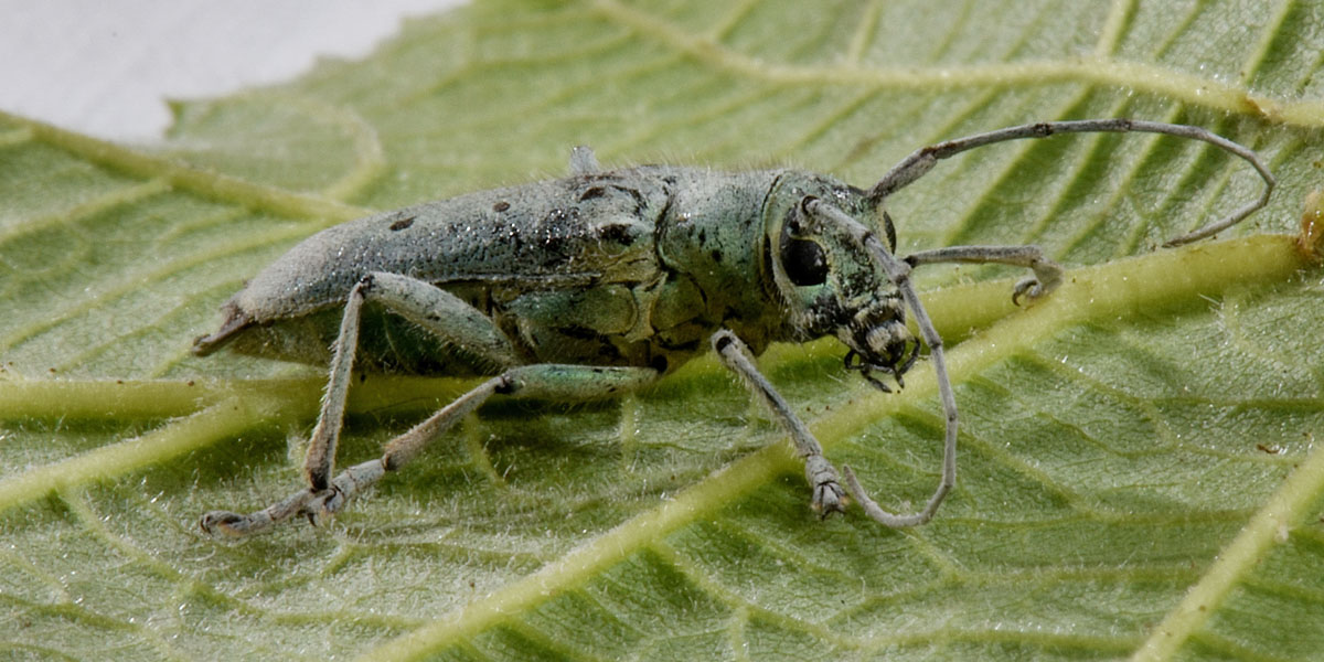 Cerambycidae: Saperda octopunctata e Saperda punctata , Natura ...