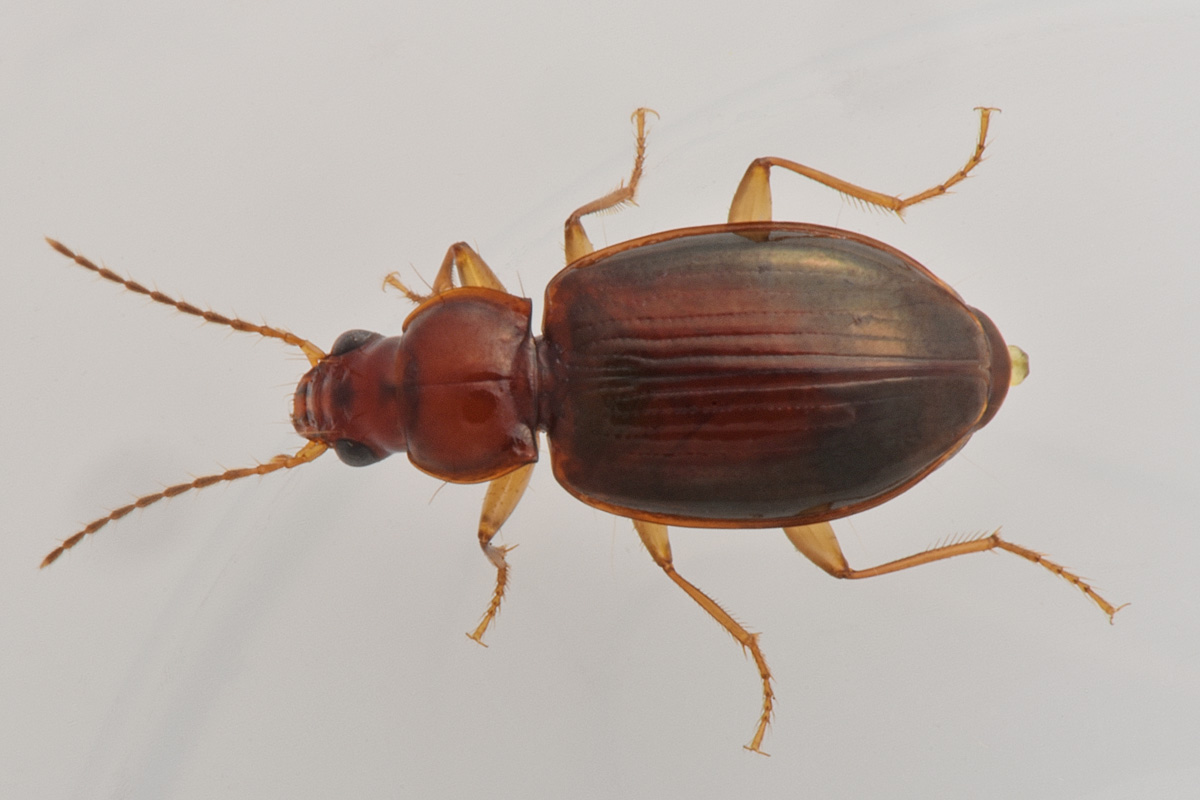 Carabidae: Ocys harpaloides? Sì, femmina , Natura Mediterraneo | Forum ...