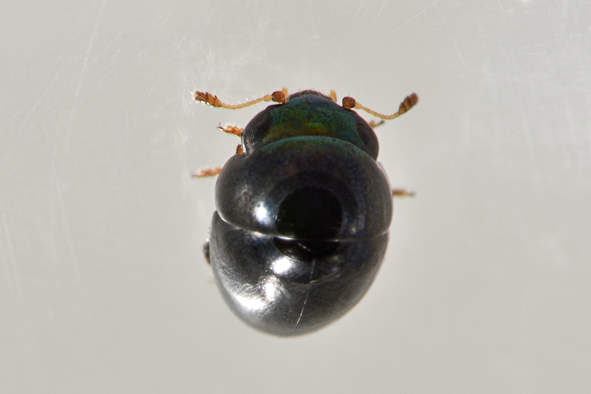 Leiodidae? o Phalacridae? No, Cybocephalus sp. (Cybocephalidae ...