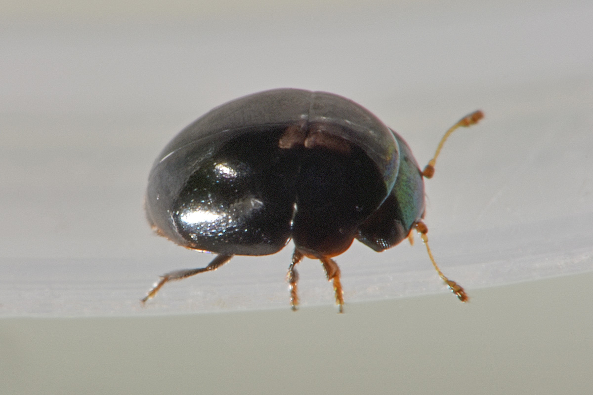 Leiodidae? o Phalacridae? No, Cybocephalus sp. (Cybocephalidae ...