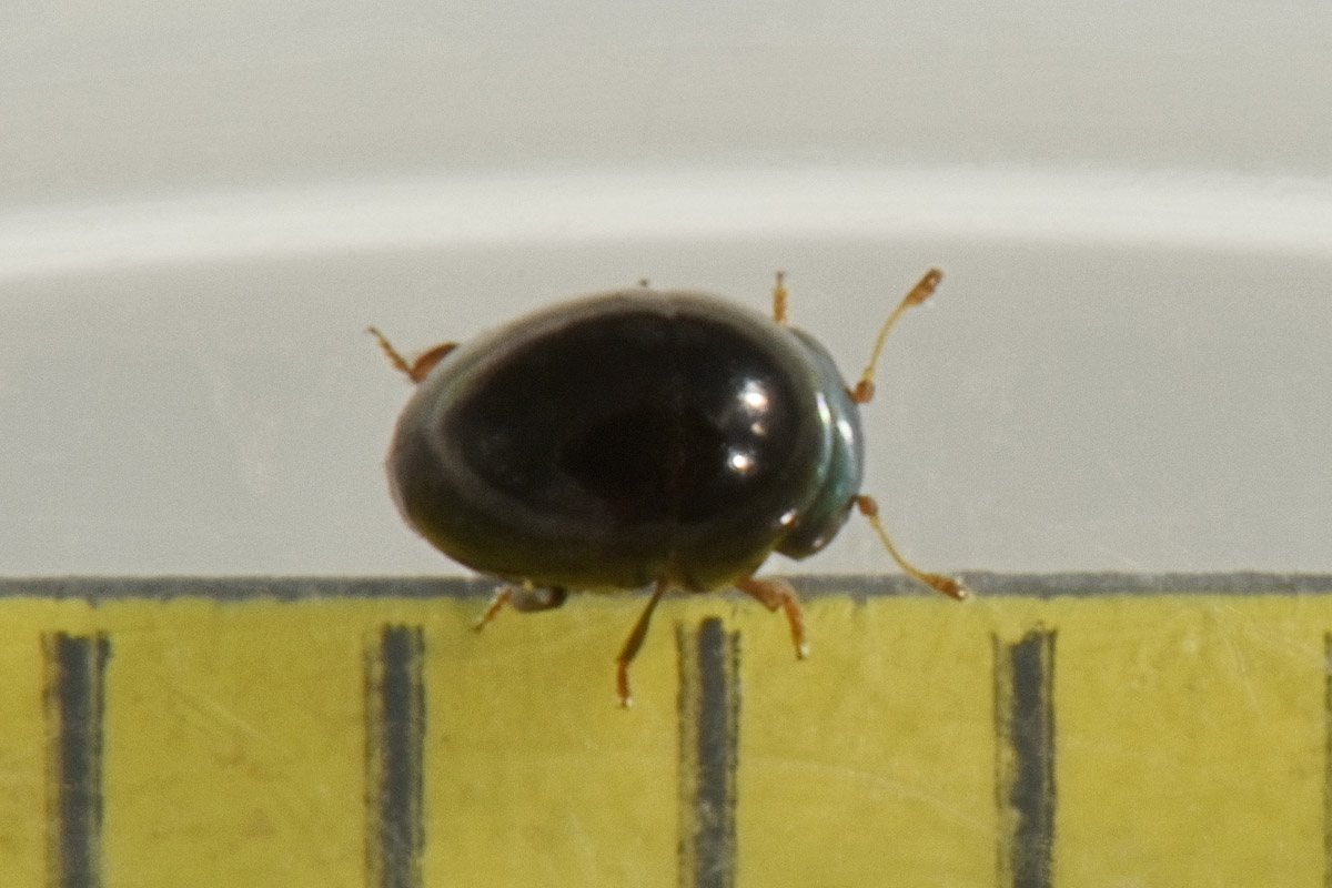 Leiodidae? o Phalacridae? No, Cybocephalus sp. (Cybocephalidae ...