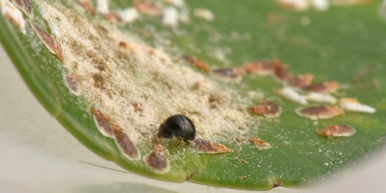 Leiodidae? o Phalacridae? No, Cybocephalus sp. (Cybocephalidae ...