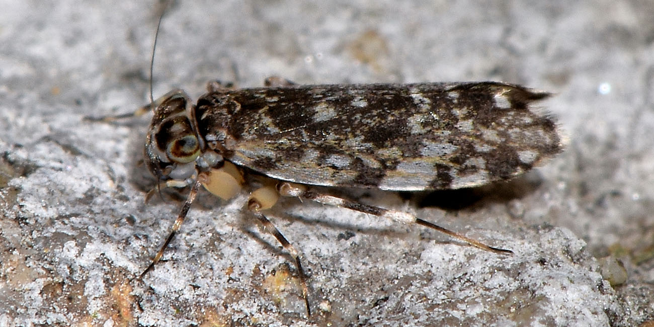 Amphientomidae? , Natura Mediterraneo | Forum Naturalistico