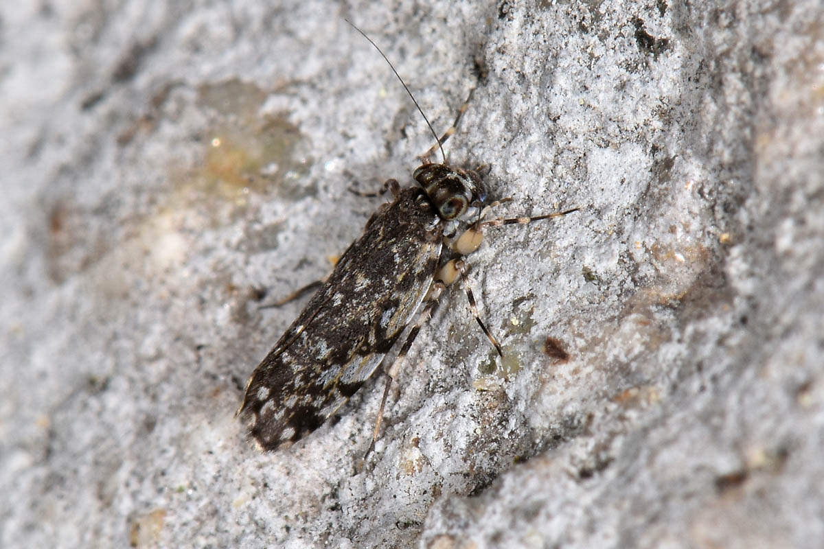 Amphientomidae? , Natura Mediterraneo | Forum Naturalistico