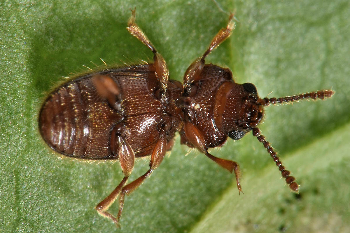 Cryptophagidae: Cryptophagus lycoperdi , Natura Mediterraneo | Forum ...