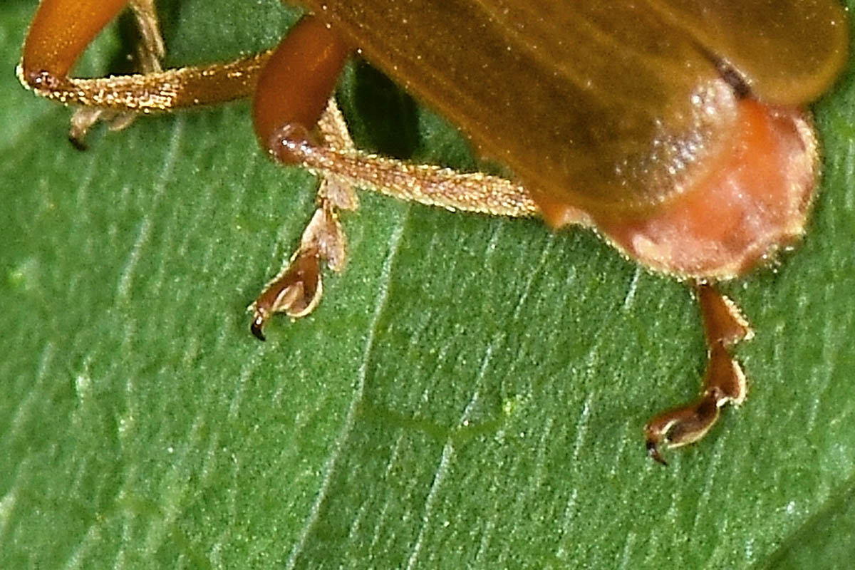 Cantharidae: Cantharis sp?....Cantharis gr. pallida opp. Podistra ...