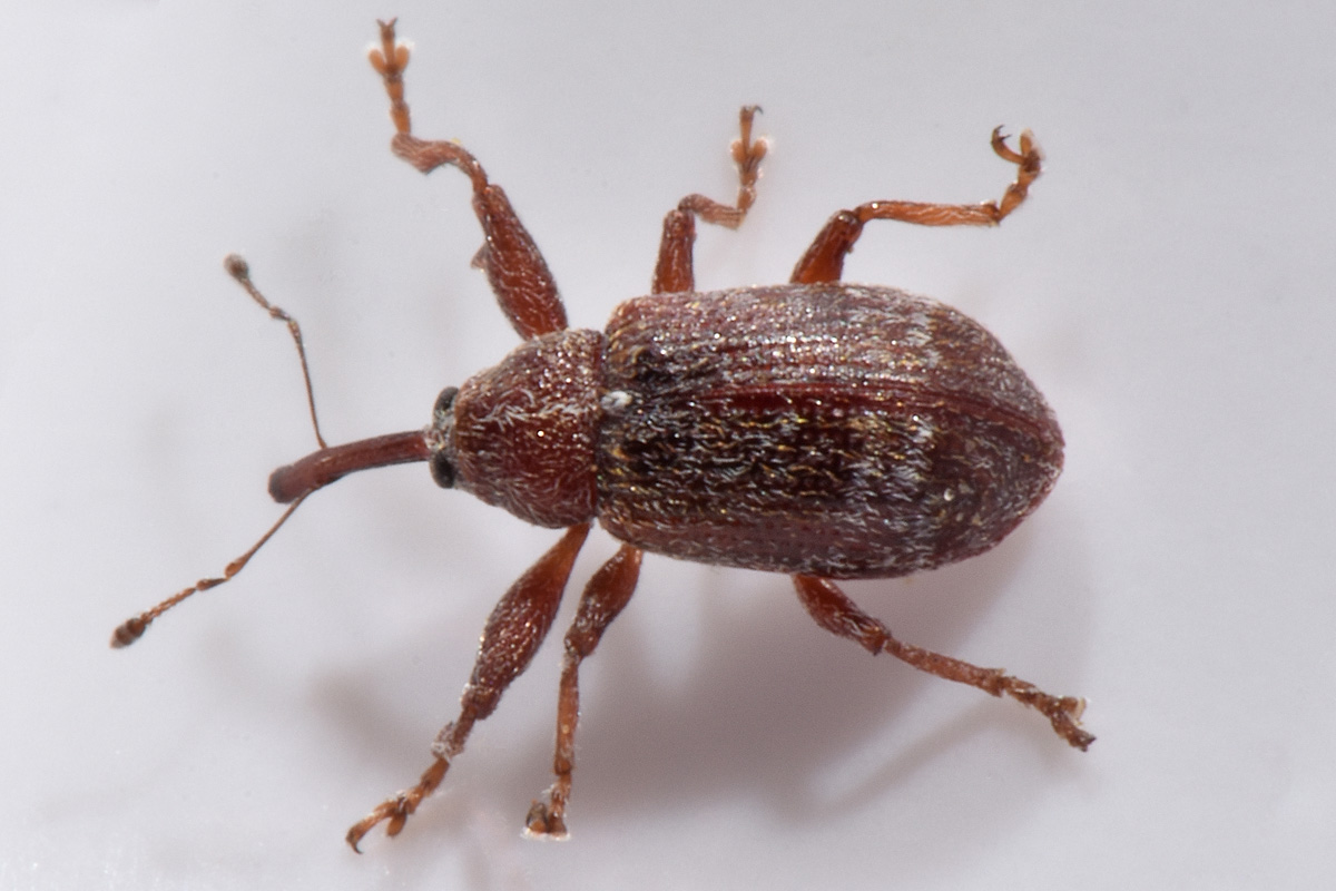 Curculionidae: Anthonomus sp? , Natura Mediterraneo | Forum Naturalistico