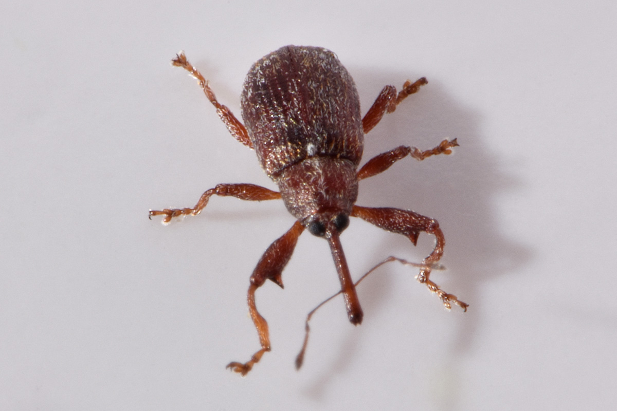 Curculionidae: Anthonomus sp? , Natura Mediterraneo | Forum Naturalistico