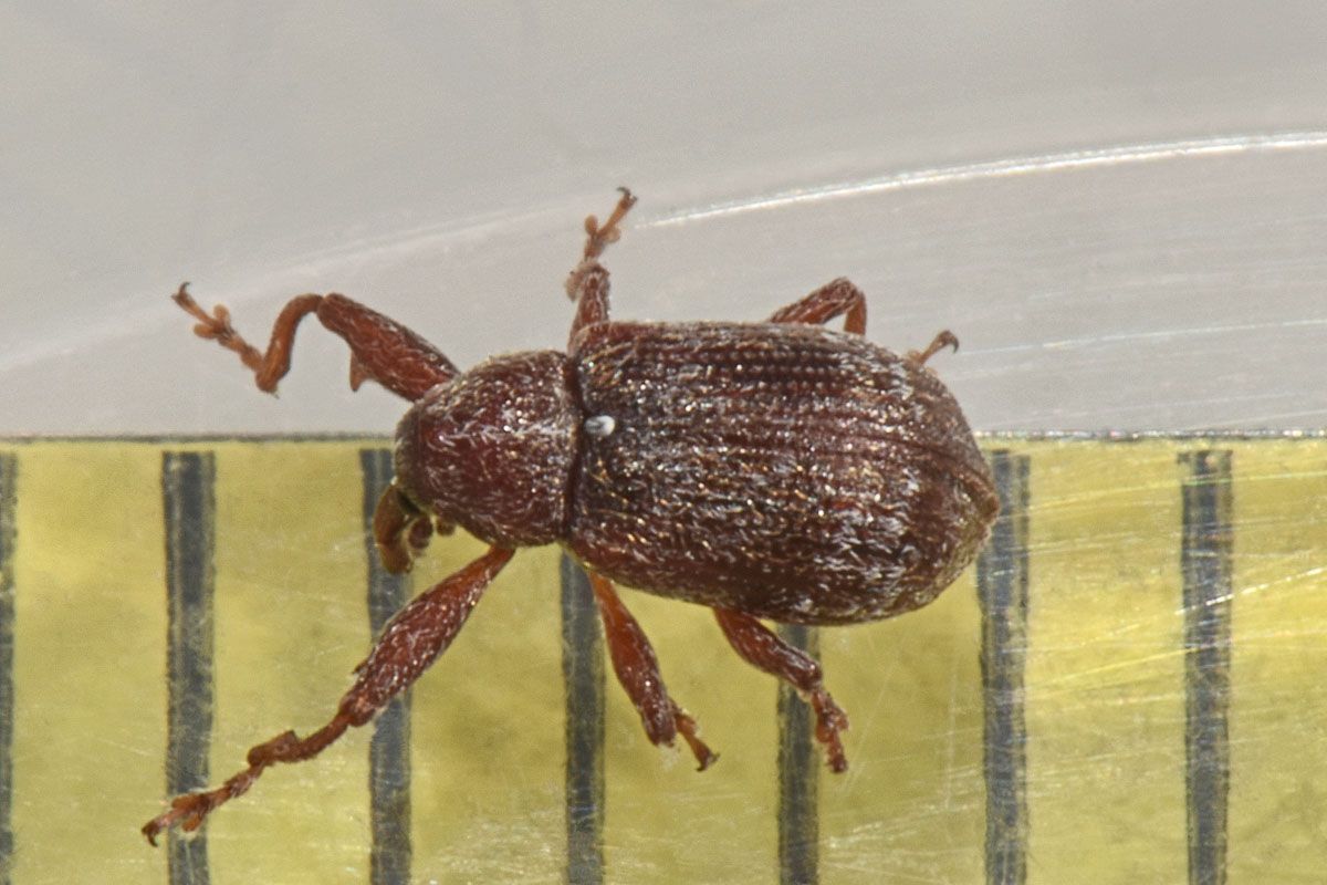 Curculionidae: Anthonomus sp? , Natura Mediterraneo | Forum Naturalistico