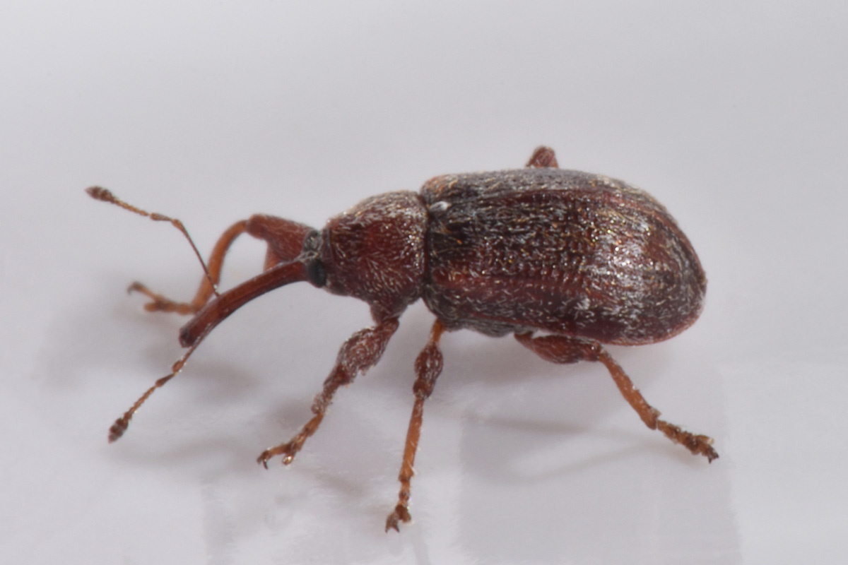 Curculionidae: Anthonomus sp? , Natura Mediterraneo | Forum Naturalistico