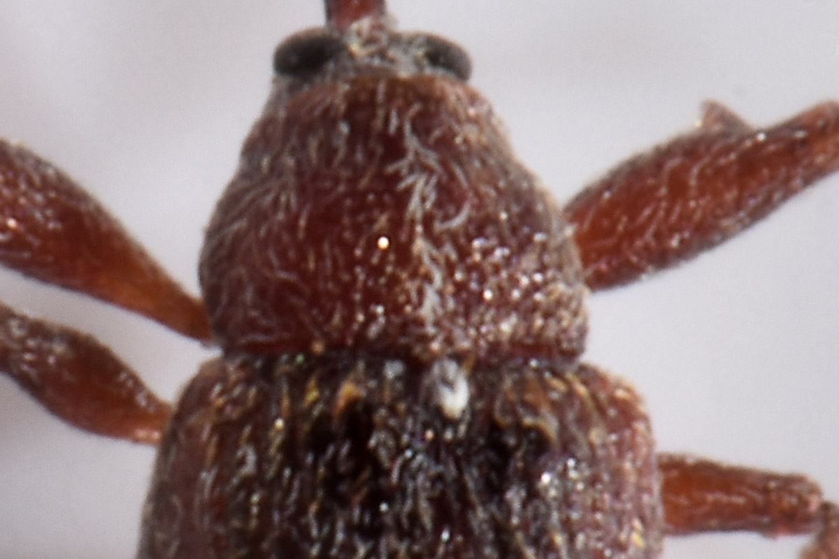 Curculionidae: Anthonomus sp? , Natura Mediterraneo | Forum Naturalistico